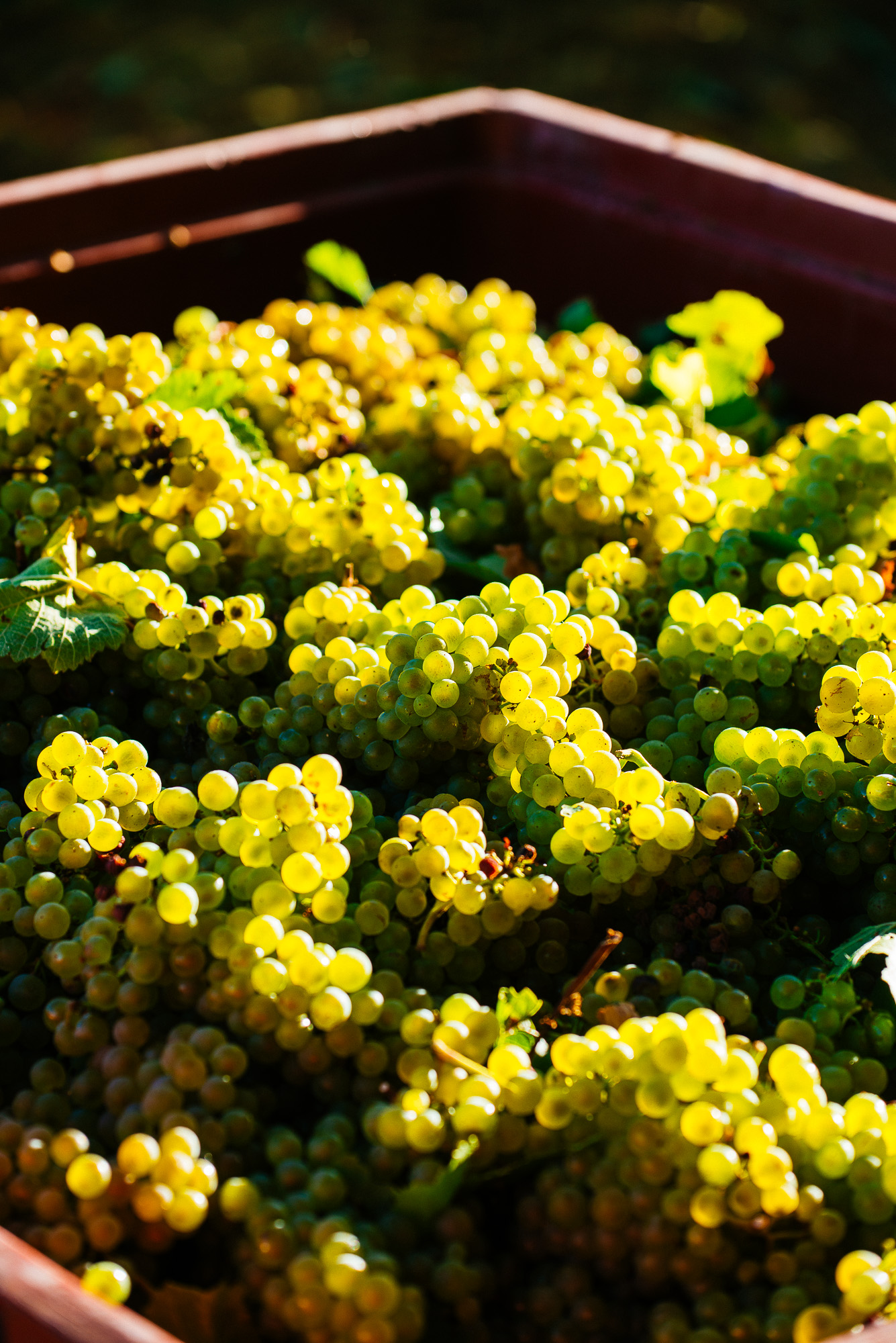 Why Our Award-Winning Bijou Wine is So Special - Bijou Wines